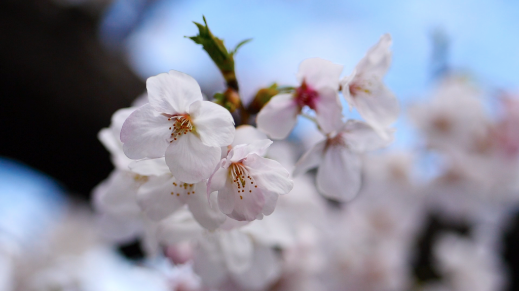 Hanami 2021: Tips and places for safe cherry blossom viewing – Visit ...